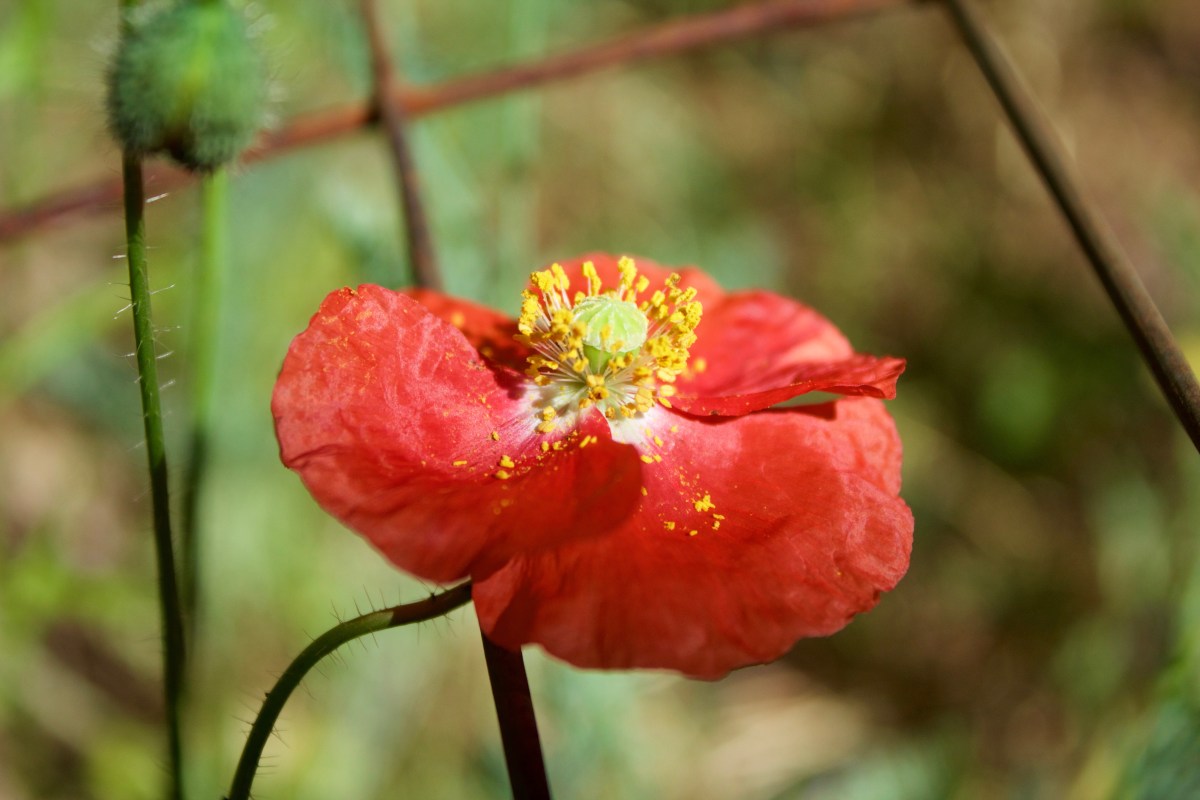 Humble Gardening – Humble Tree Company